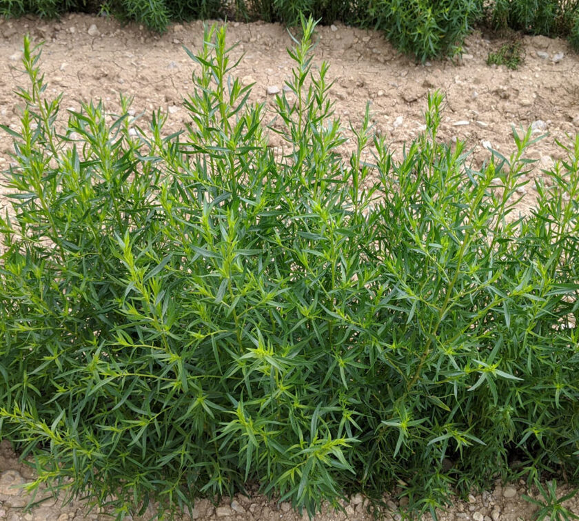 Estragon Français - SCA3P