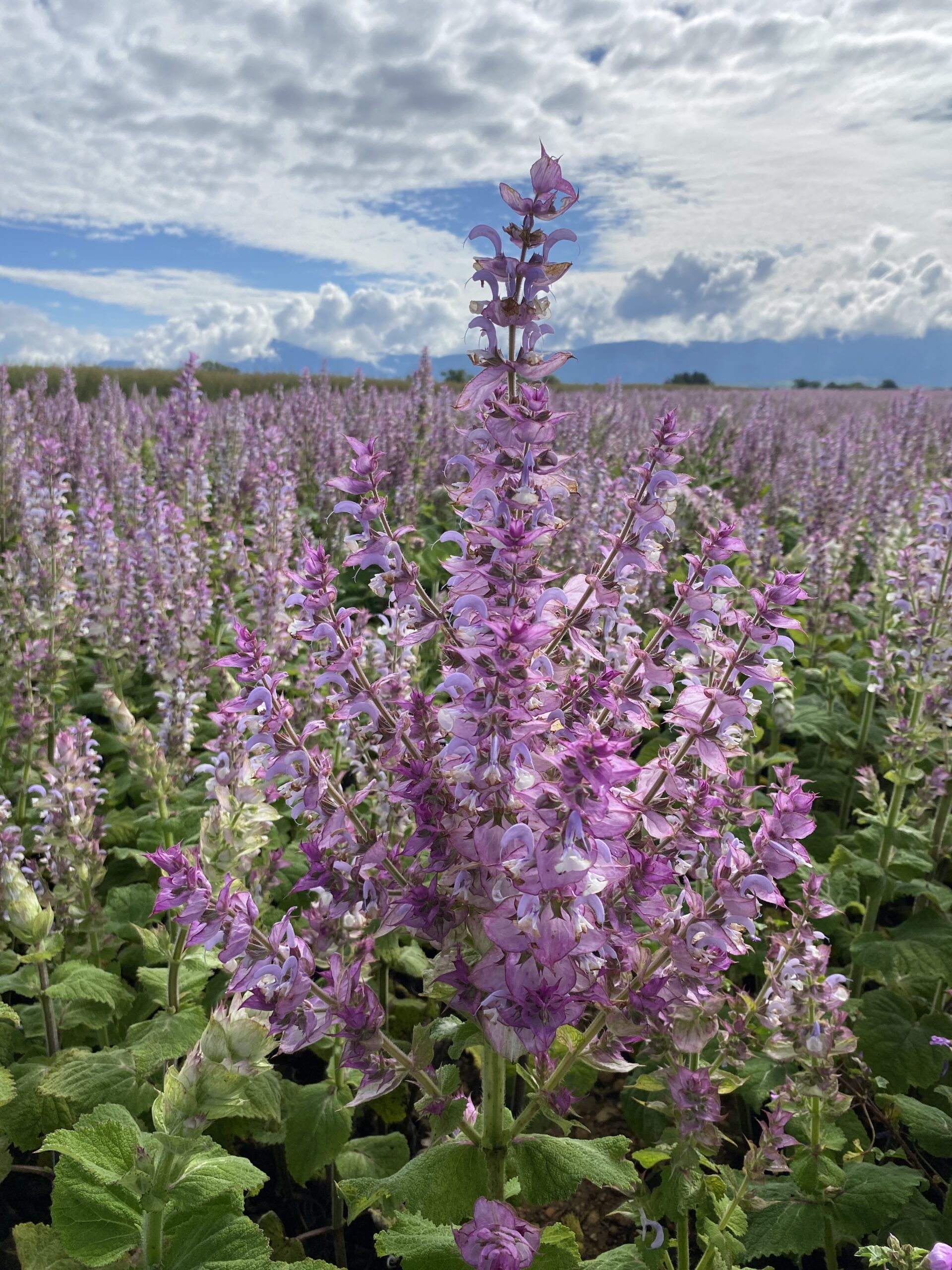 Sauge Sclarée - SCA3P