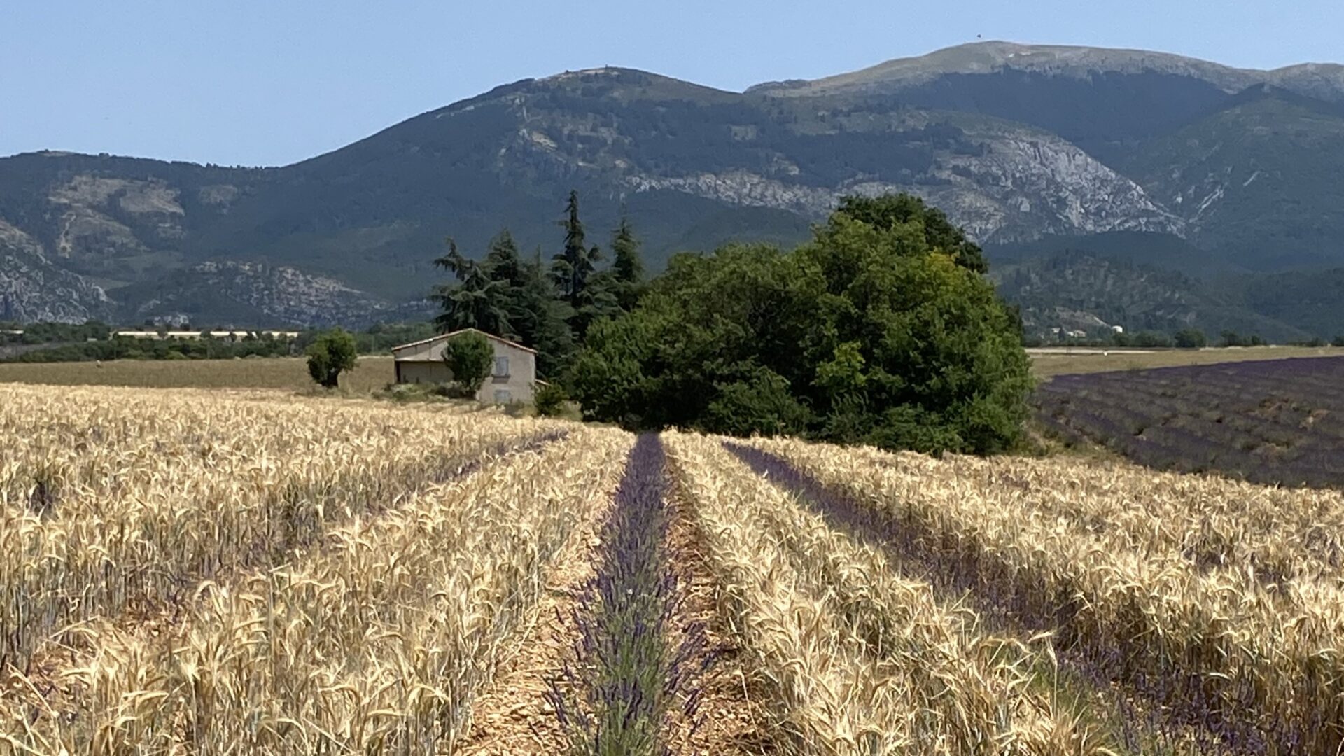 L'Utilisation des Couverts Végétaux en Agriculture Intégrée - SCA3P
